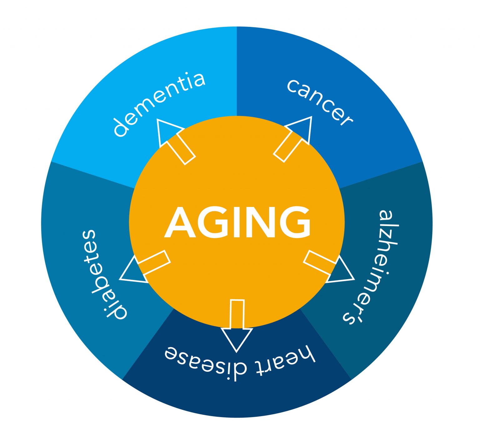 Could a Drug Trial Be the First Step Toward Healthier Aging? – Silver ...